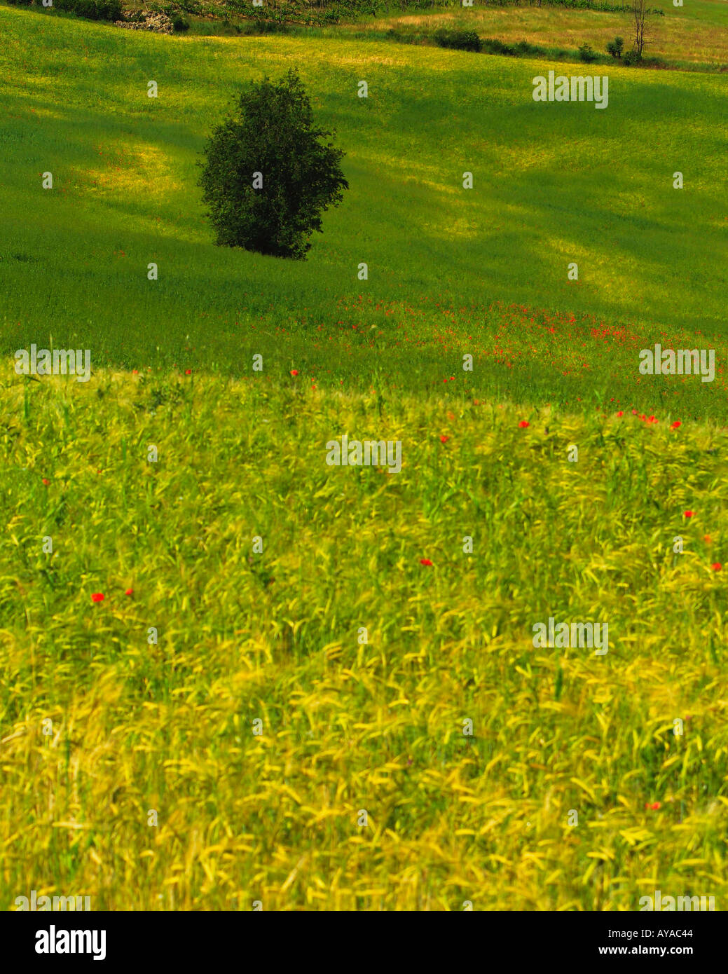 landscape grain field Stock Photo - Alamy