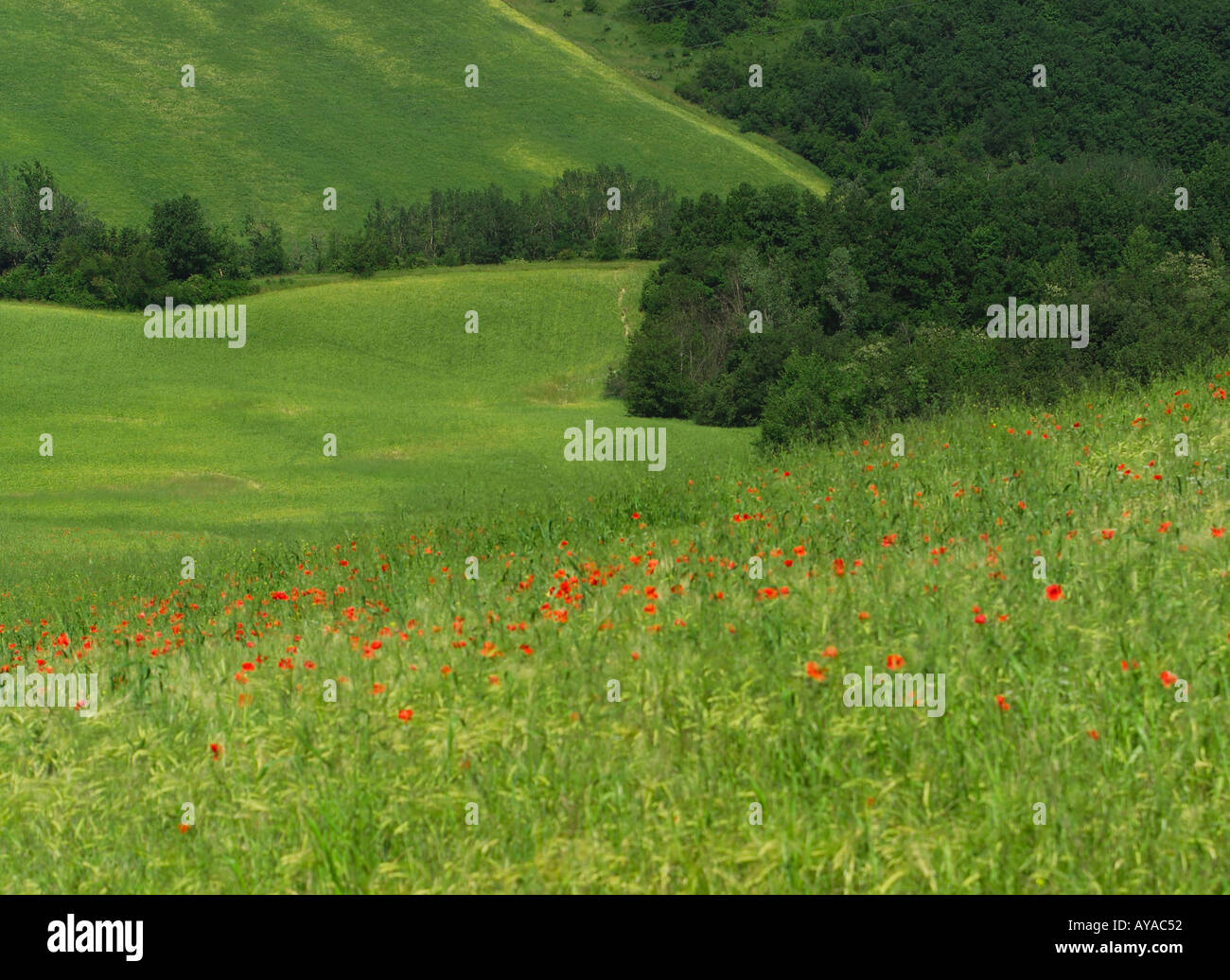 landscape grain field Stock Photo - Alamy