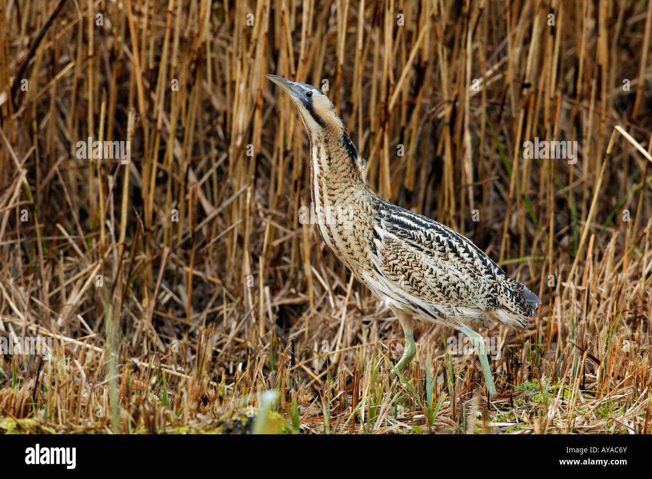 Bittern hi-res stock photography and images - Alamy
