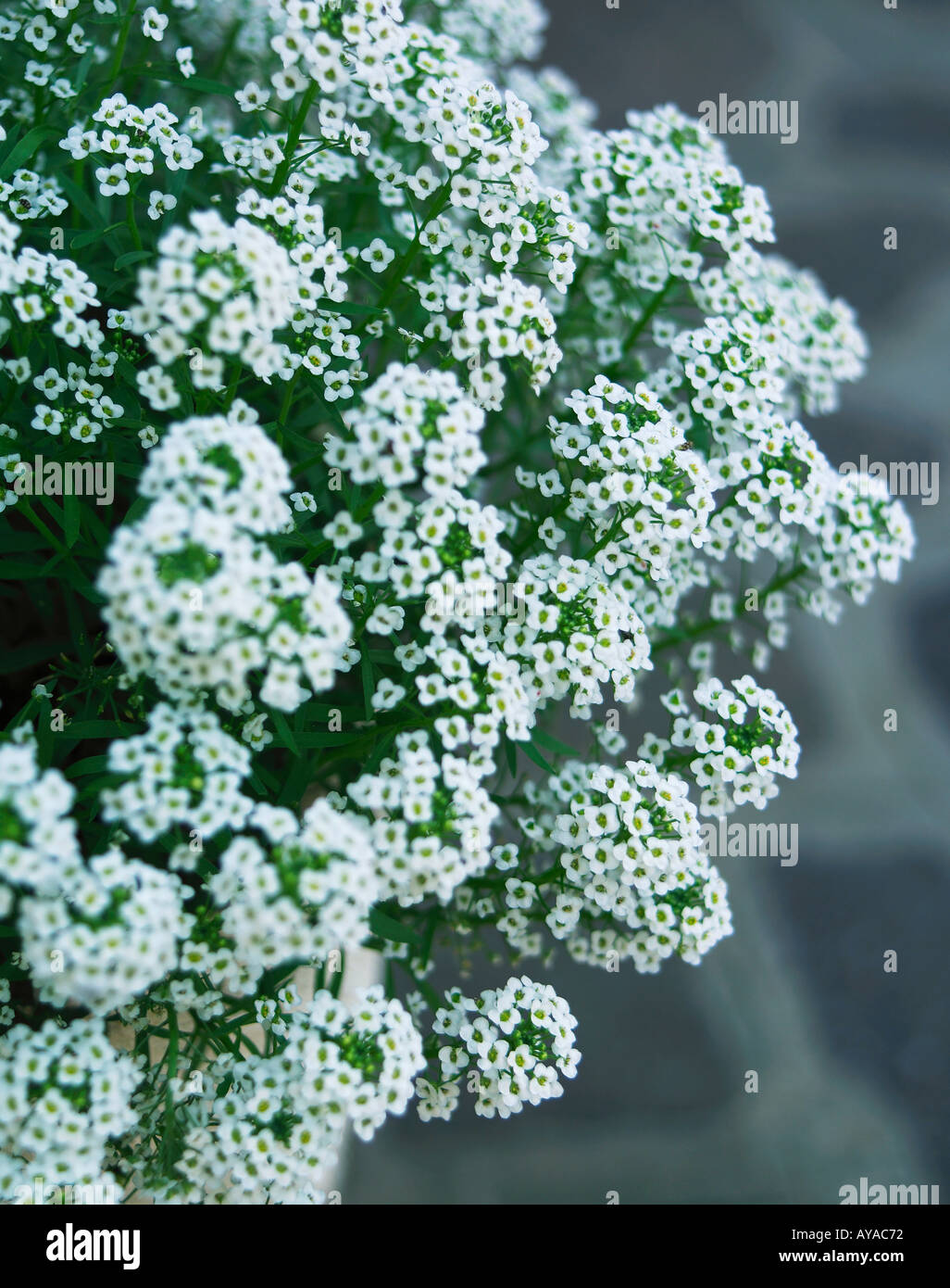 close up white little flowers Stock Photo - Alamy