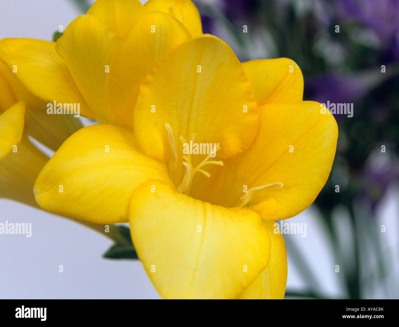 Close up of yellow Freesia flowers Stock Photo - Alamy