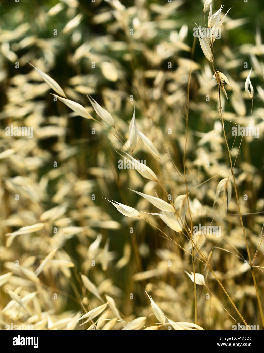 close up herb dry Stock Photo - Alamy