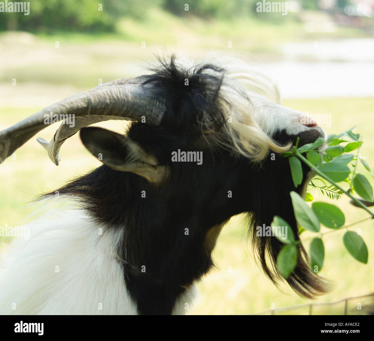 Gray goat hi-res stock photography and images - Alamy