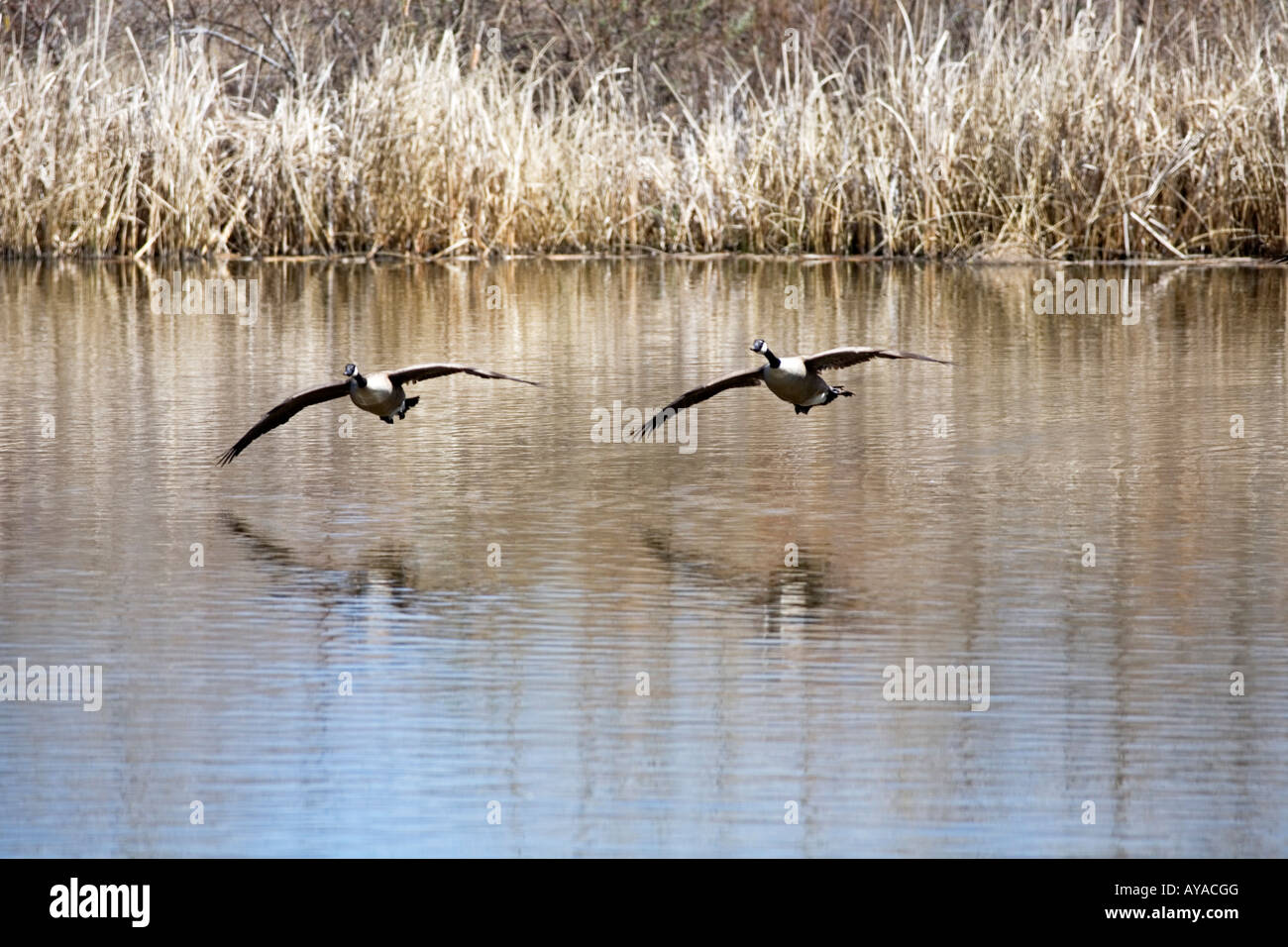 Two canadian geese hi-res stock photography and images - Alamy