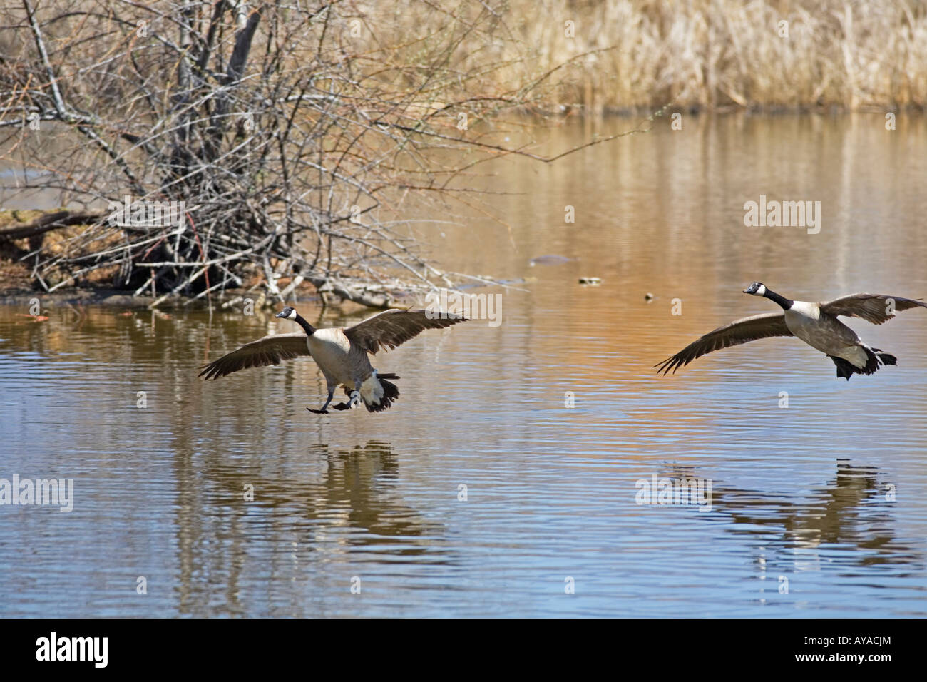 Two Canadian Geese landing Stock Photo - Alamy