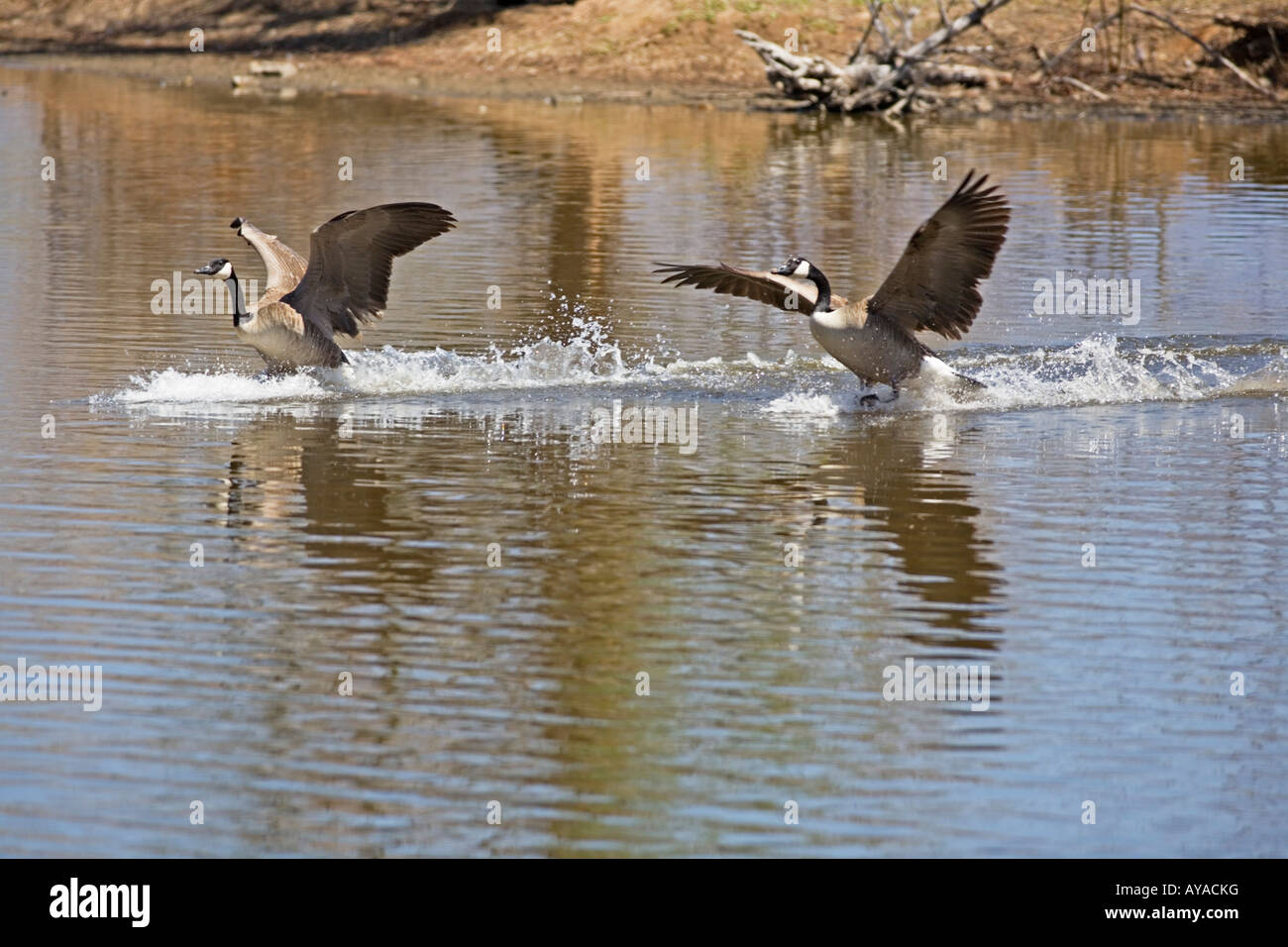 Two Canadian Geese landing on water Stock Photo - Alamy