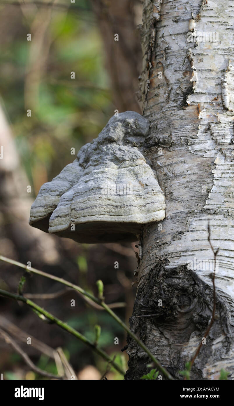 Hoof Fungus Formes fomentarius on the side of a beach tree Stock Photo ...