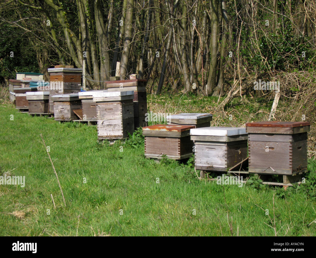 Beehives in Hollows Wood Chelsfield Bromley London England UK Stock ...