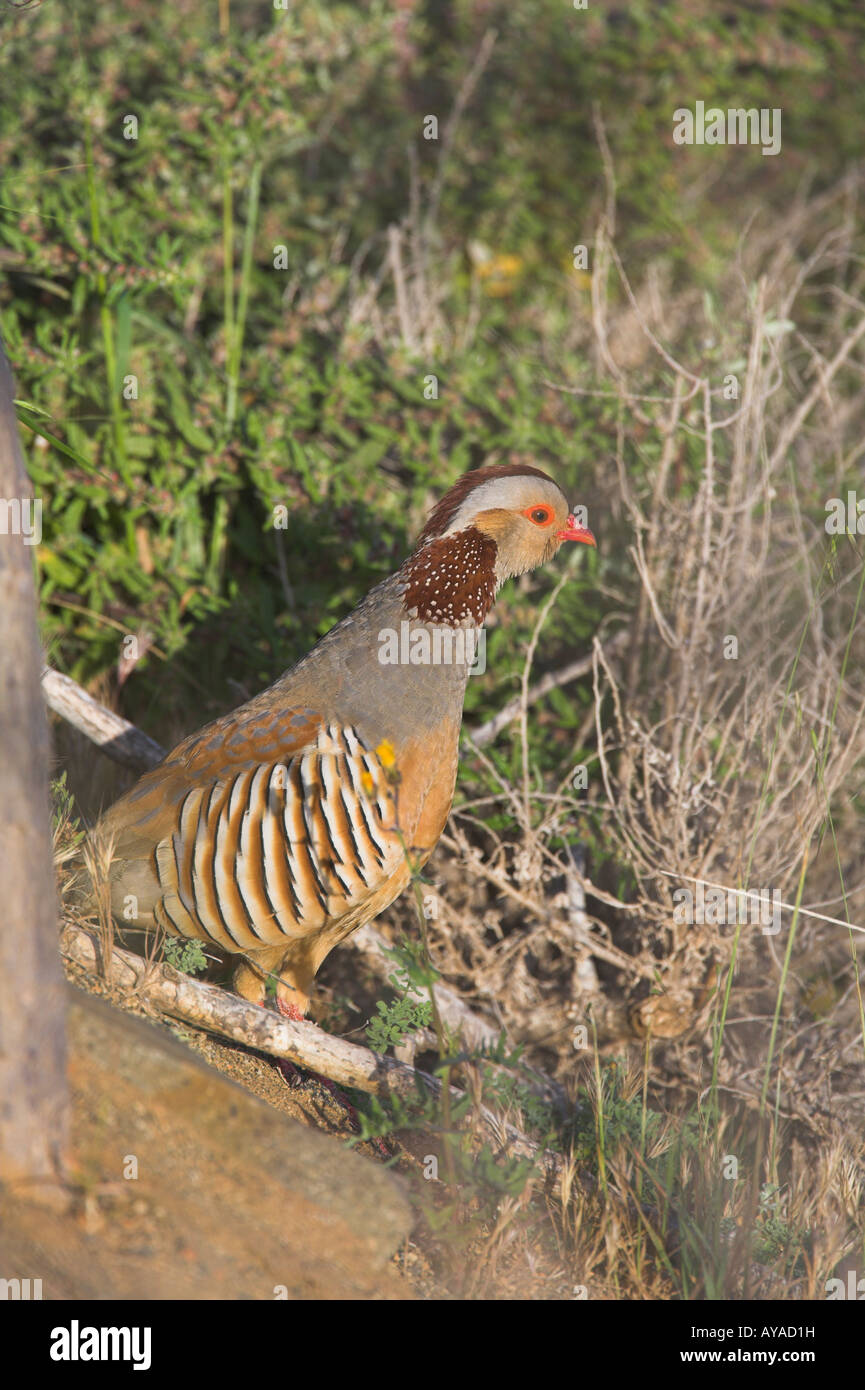 Alectoris barbara hi-res stock photography and images - Alamy