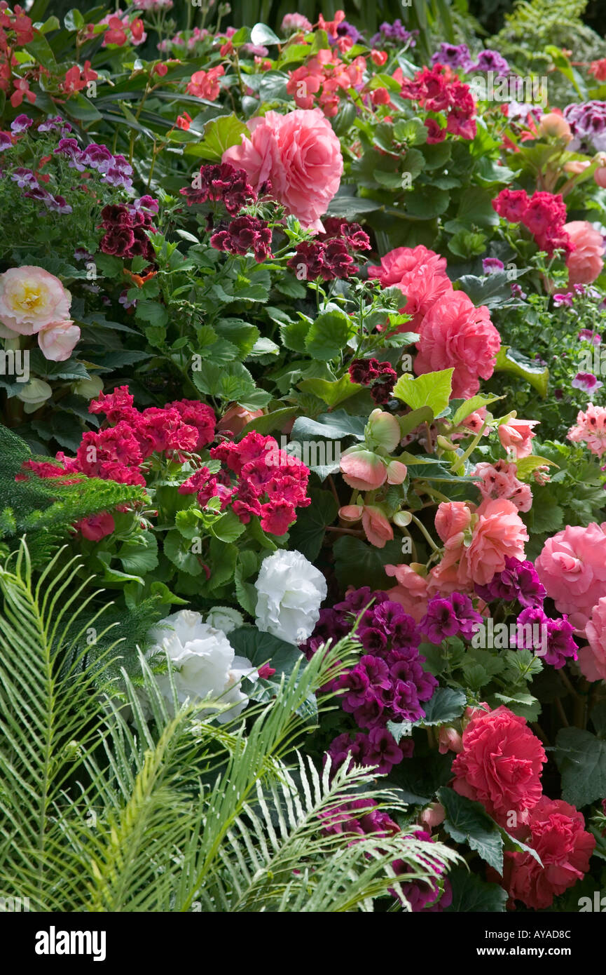 colorful geranium and begonia flowers in bloom at display garden at ...