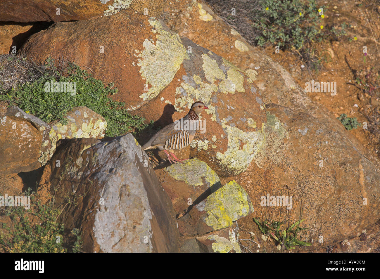 Barbary Partridge Alectoris barbara Stock Photo - Alamy