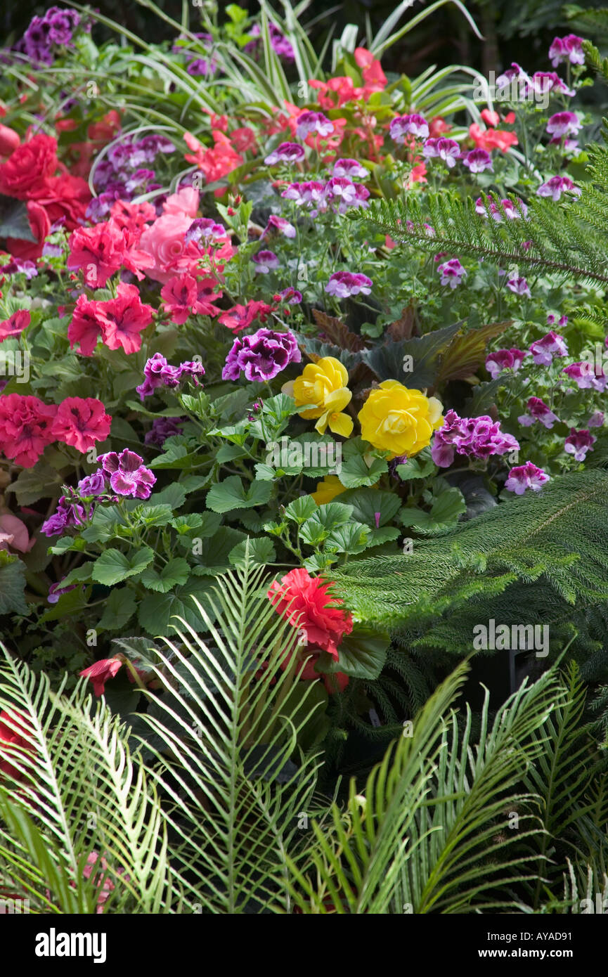 colorful geranium and begonia flowers in bloom at display garden at ...