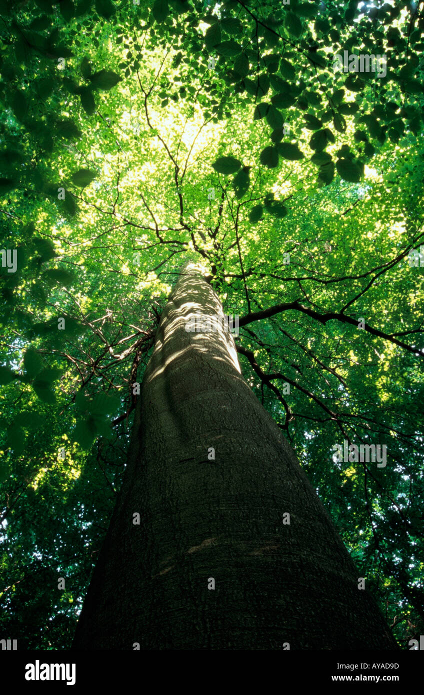 Beech in summer Fagus sylvatica Rotbuche im Sommer Europa europe ...