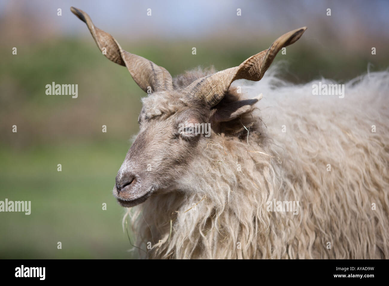 Wallachian sheep hi-res stock photography and images - Alamy