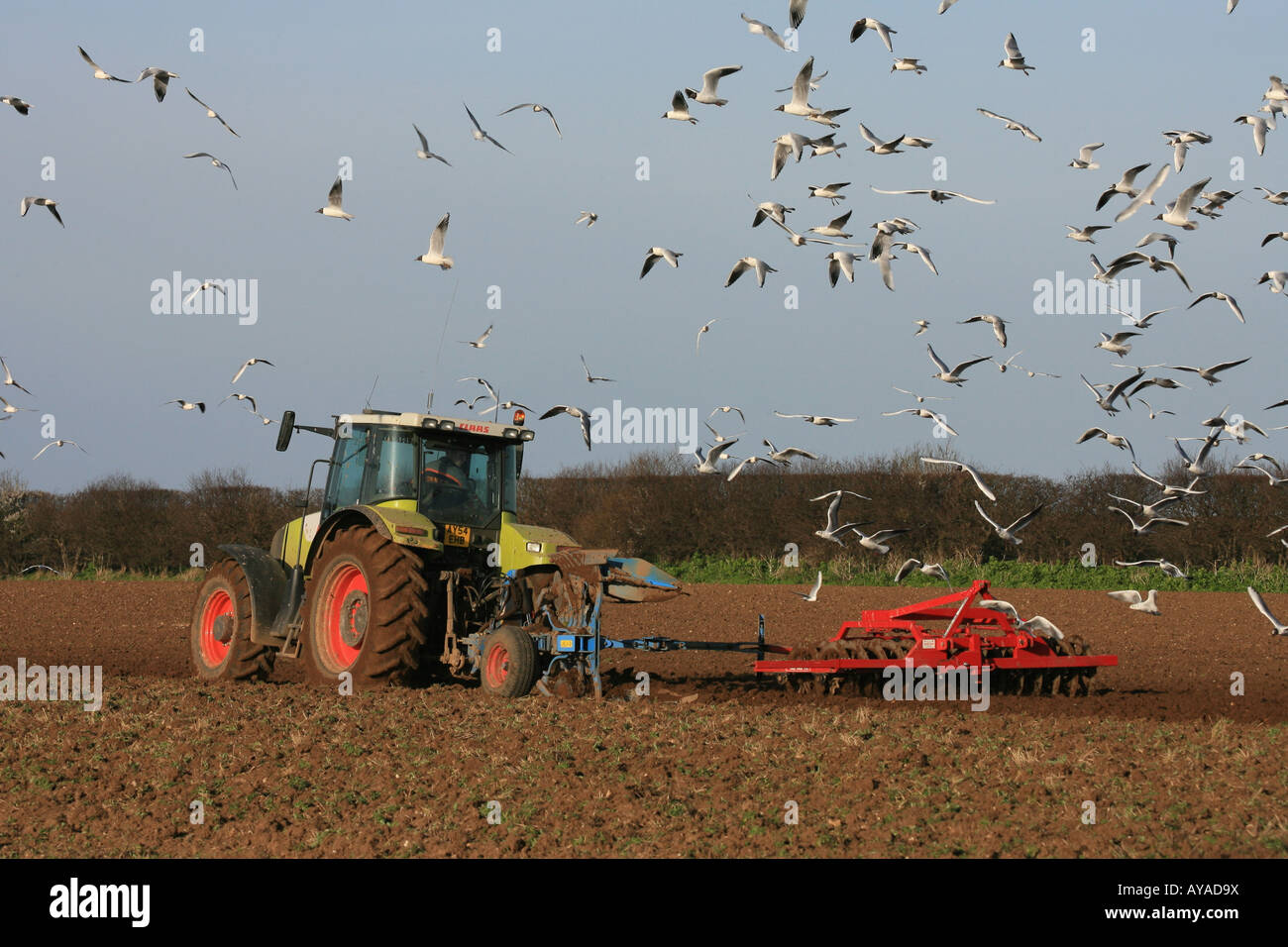 Gulls Follow Plough High Resolution Stock Photography and Images - Alamy