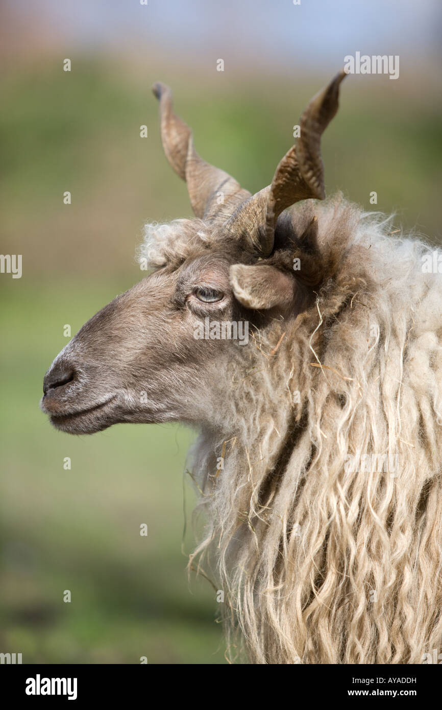 Wallachian sheep hi-res stock photography and images - Alamy