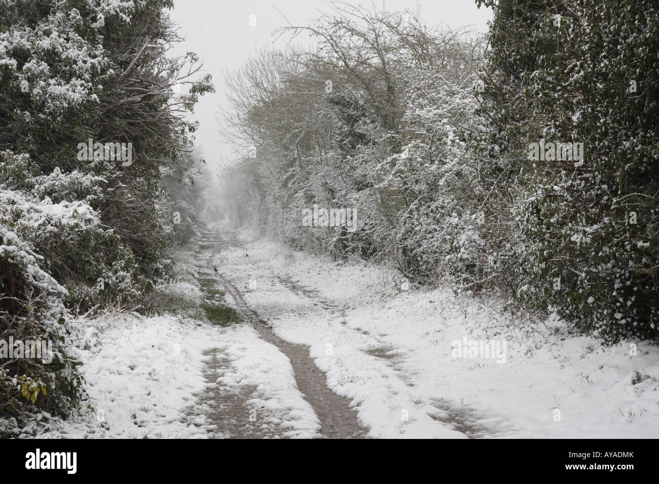 Bridleway in the snow Stock Photo - Alamy