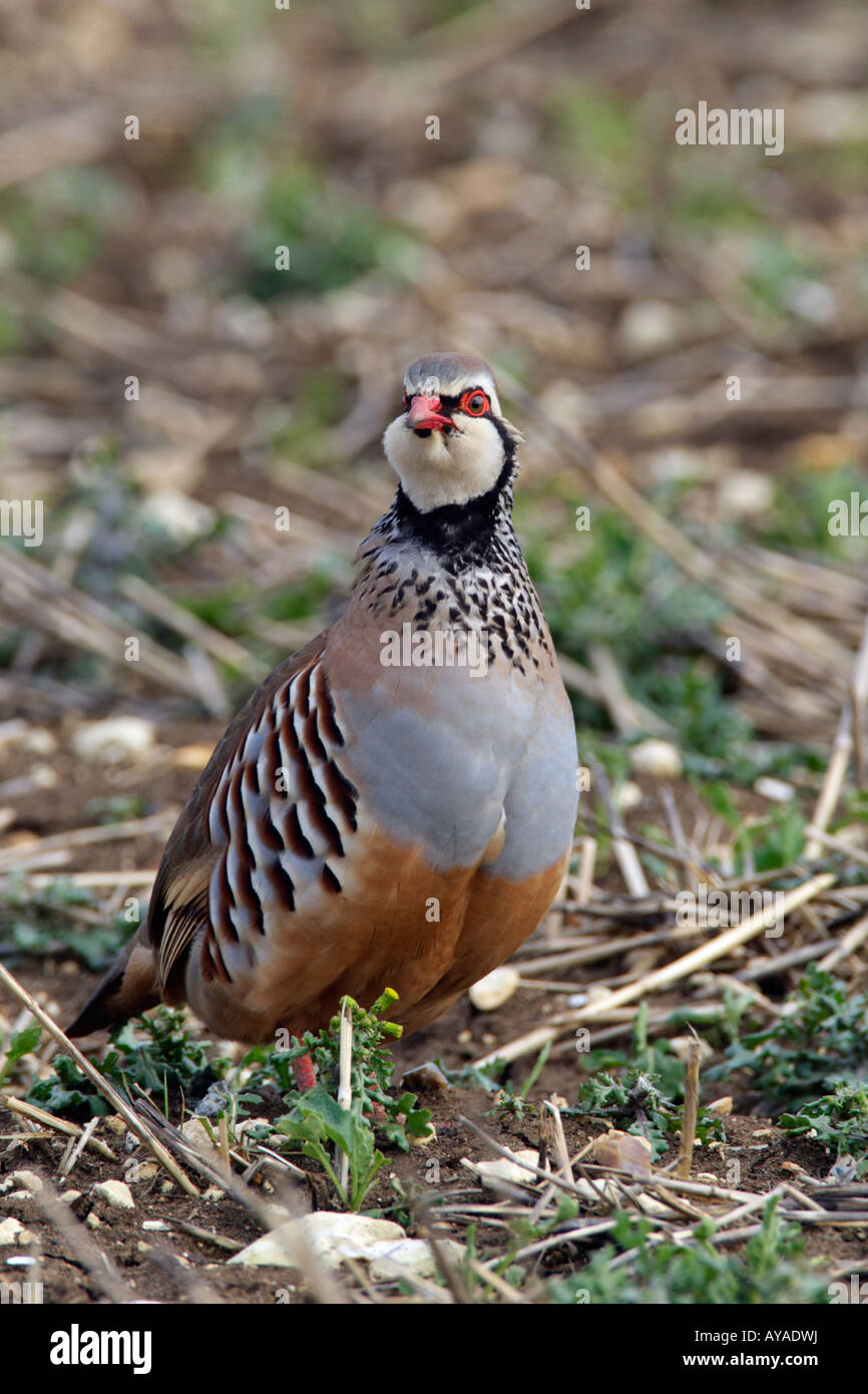 Red legged partridge Alectoris rufa standing Therfield Hertfordshire ...