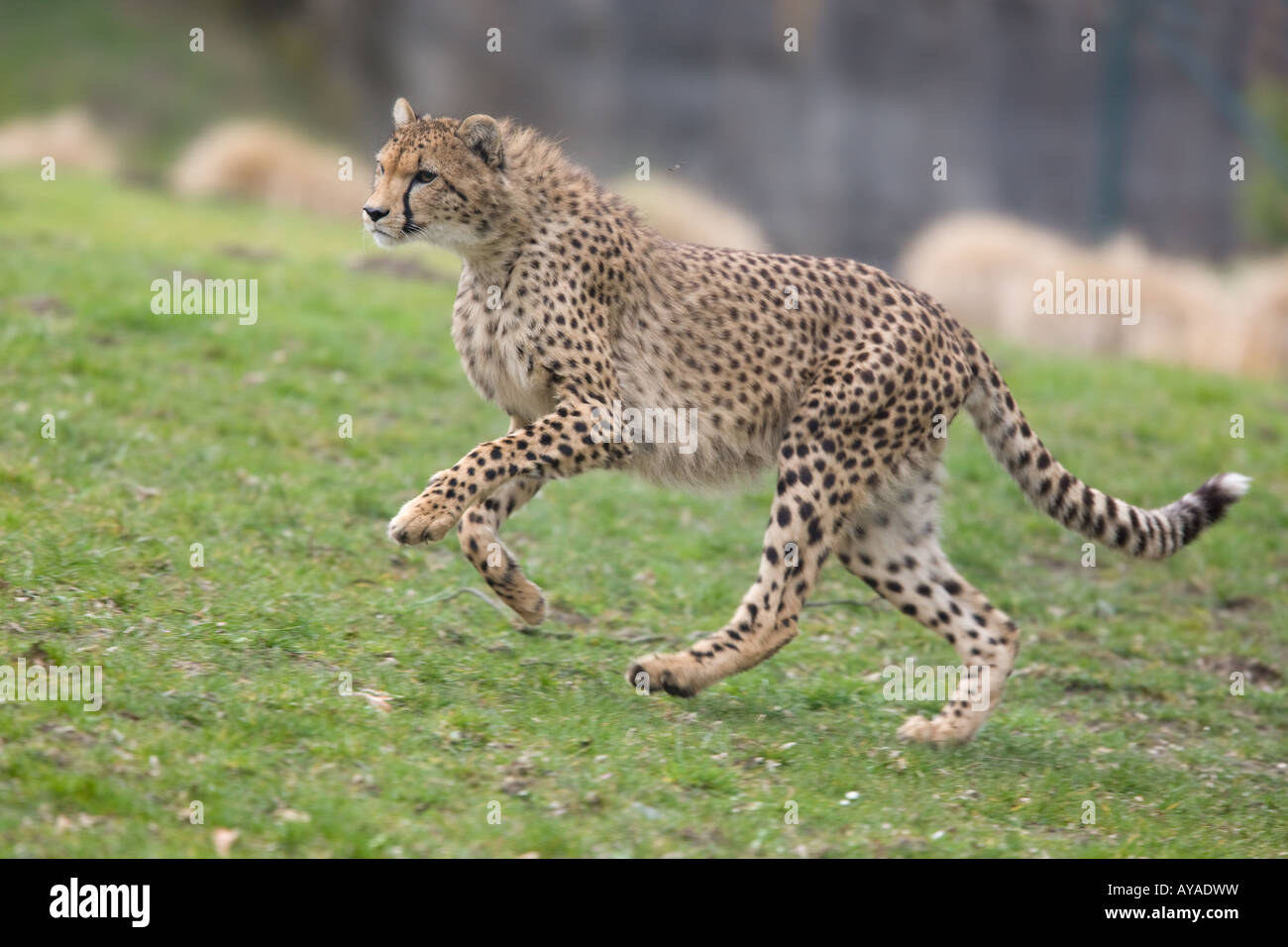 young cheetah in full sprint - Acinonyx jubatus Stock Photo - Alamy