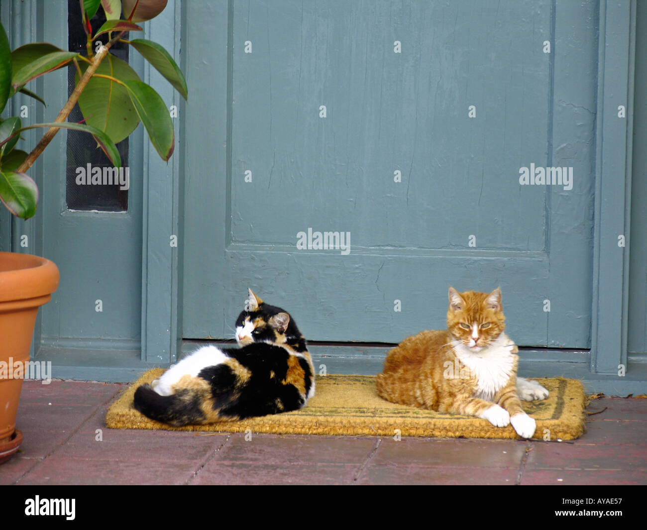 Two house cats door hi-res stock photography and images - Alamy