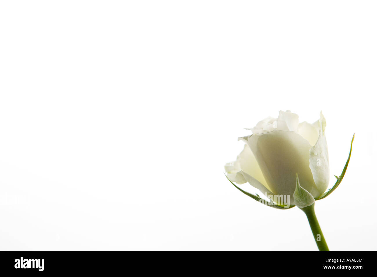 Rose rememberance hi-res stock photography and images - Alamy