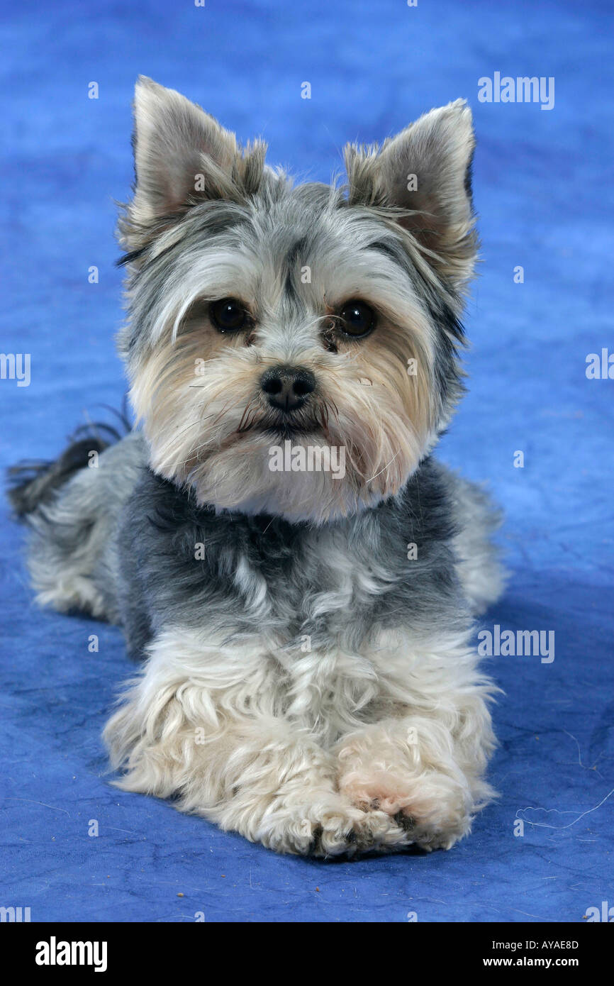 Mixed Breed Dog Mischlingshund Saeugetiere mammals animals Haushund ...