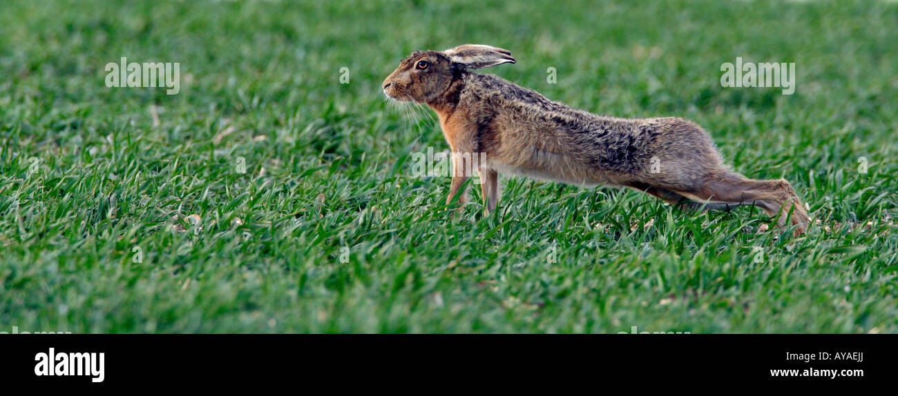 Brown hare Lepus europaeus stretching in winter wheat ears back looking ...