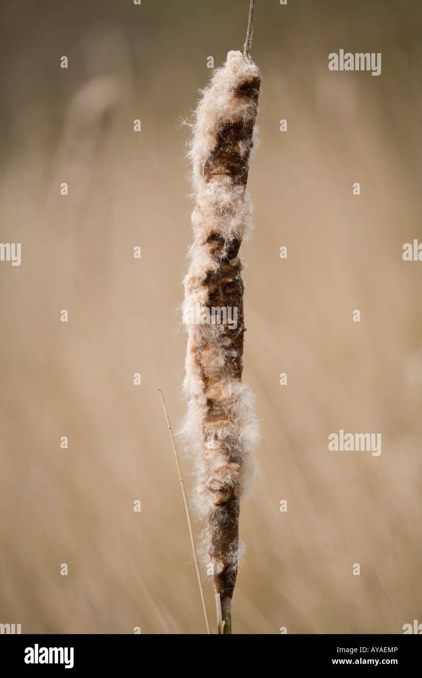 Greater reedmace hi-res stock photography and images - Alamy