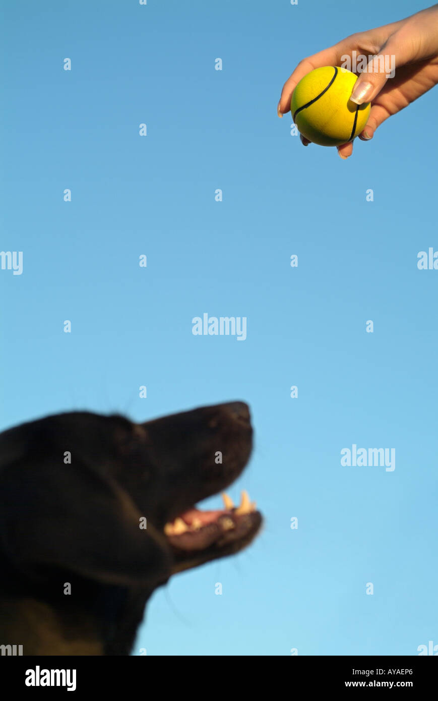 Black labrador playing fetch ball hi-res stock photography and images ...