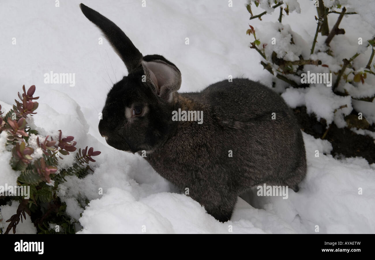 Giant Flemish Bunny Rabbit in the snow Stock Photo - Alamy