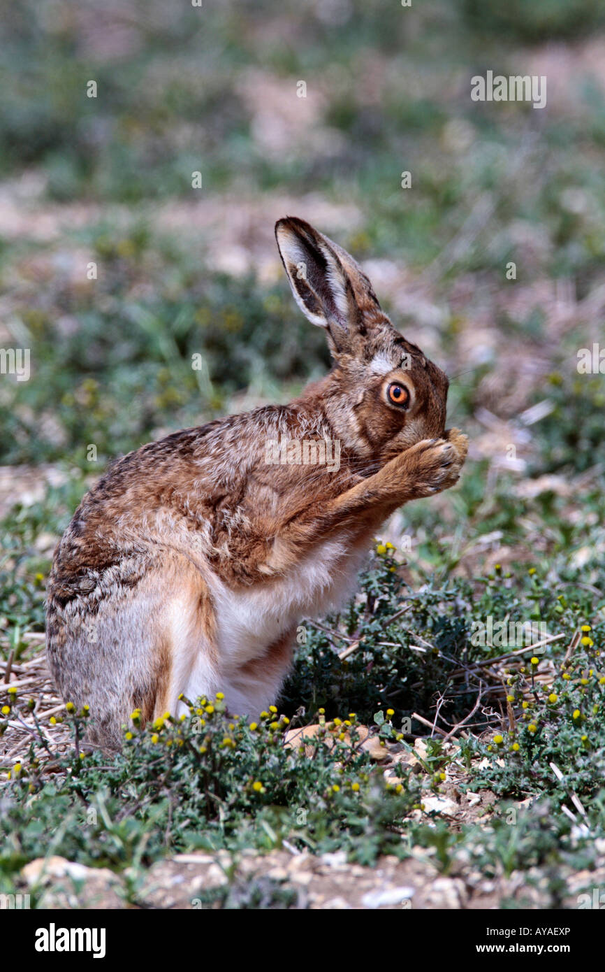 Brown hare Lepus europaeus sitting ears up looking alert scratching ...