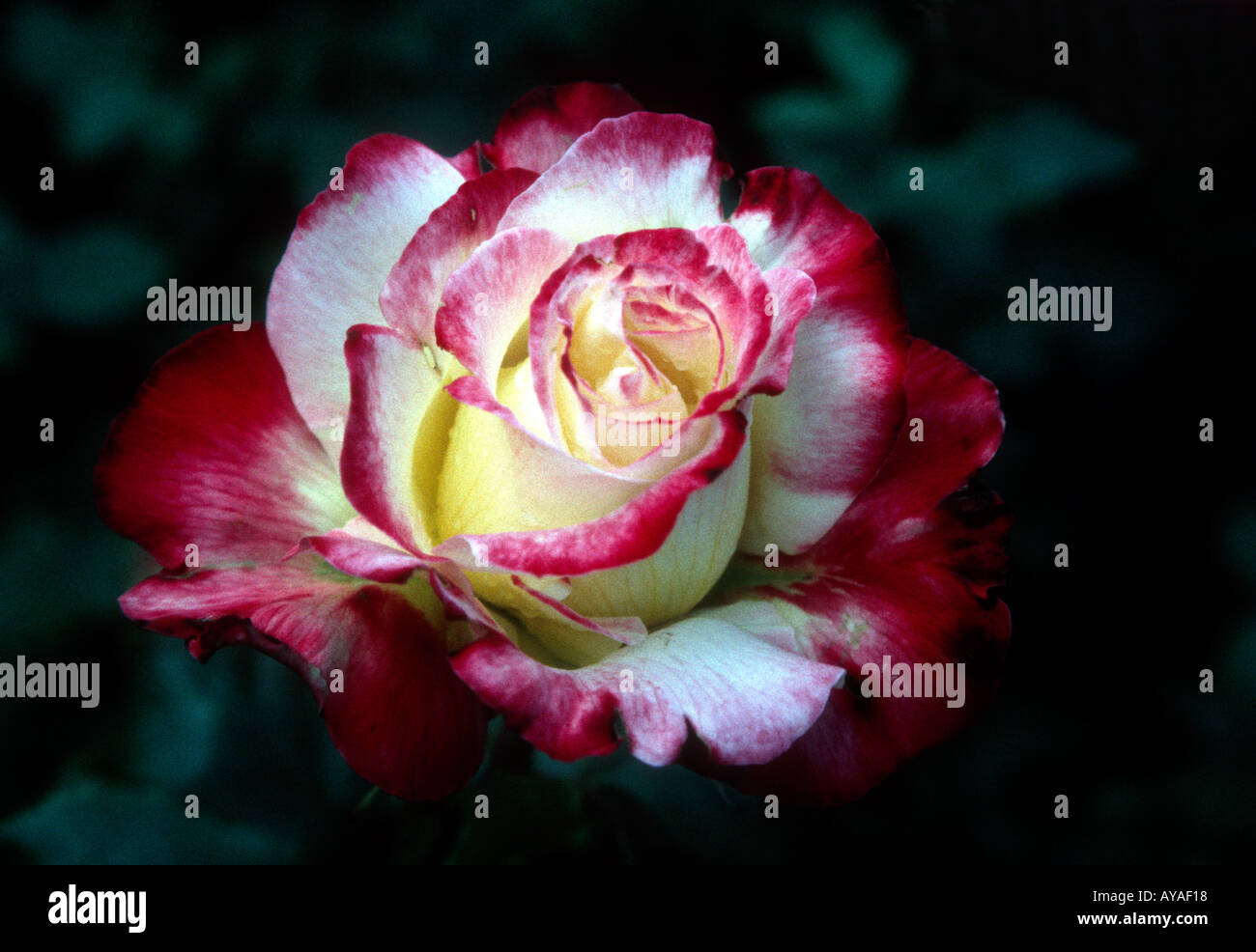 Tralee town park hi-res stock photography and images - Alamy