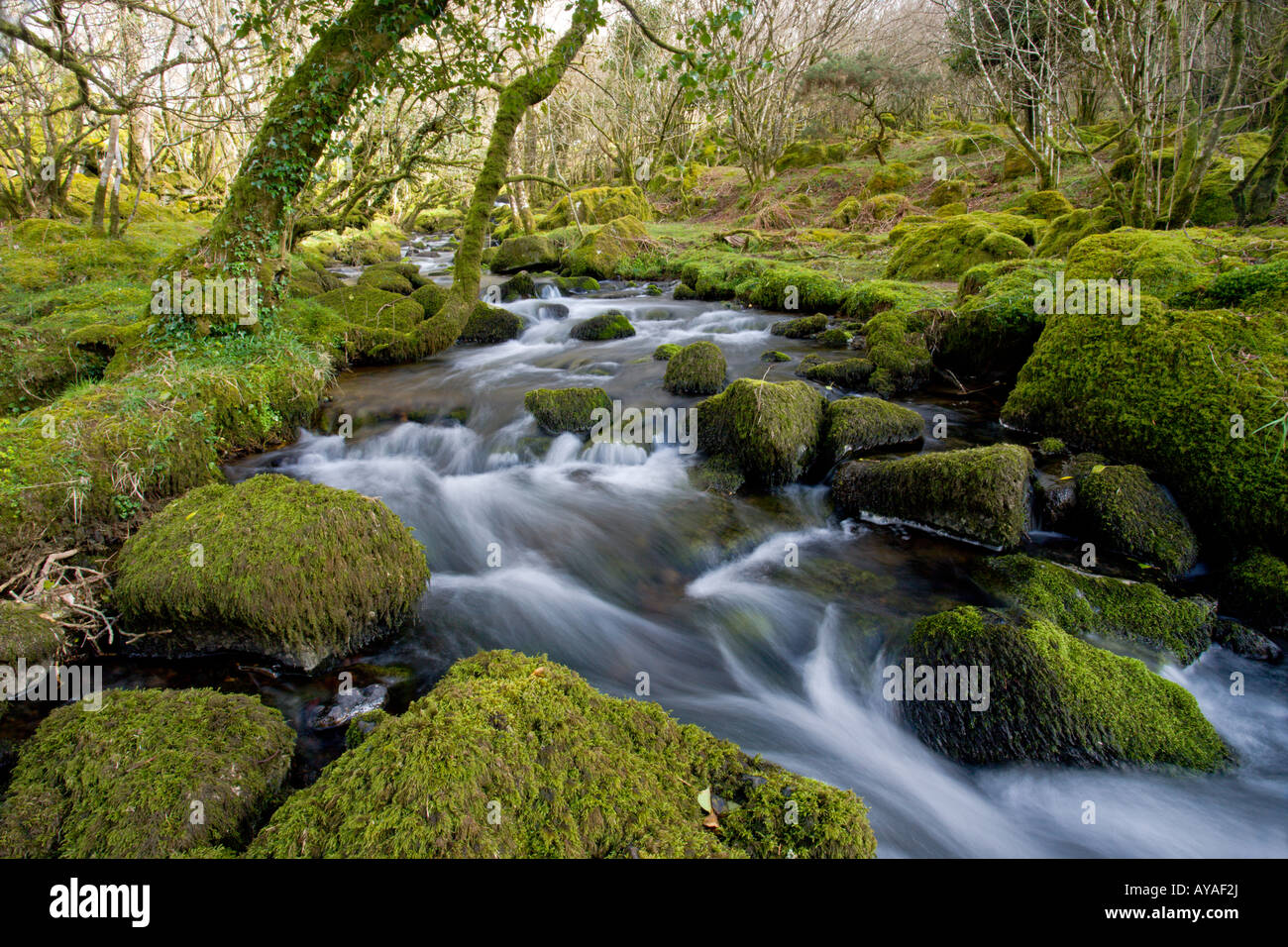 Babbling brook in a mossy wood, Dartmoor National Park, Devon Stock ...