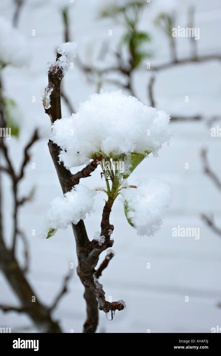 Snow in April covering pear blossom Stock Photo - Alamy