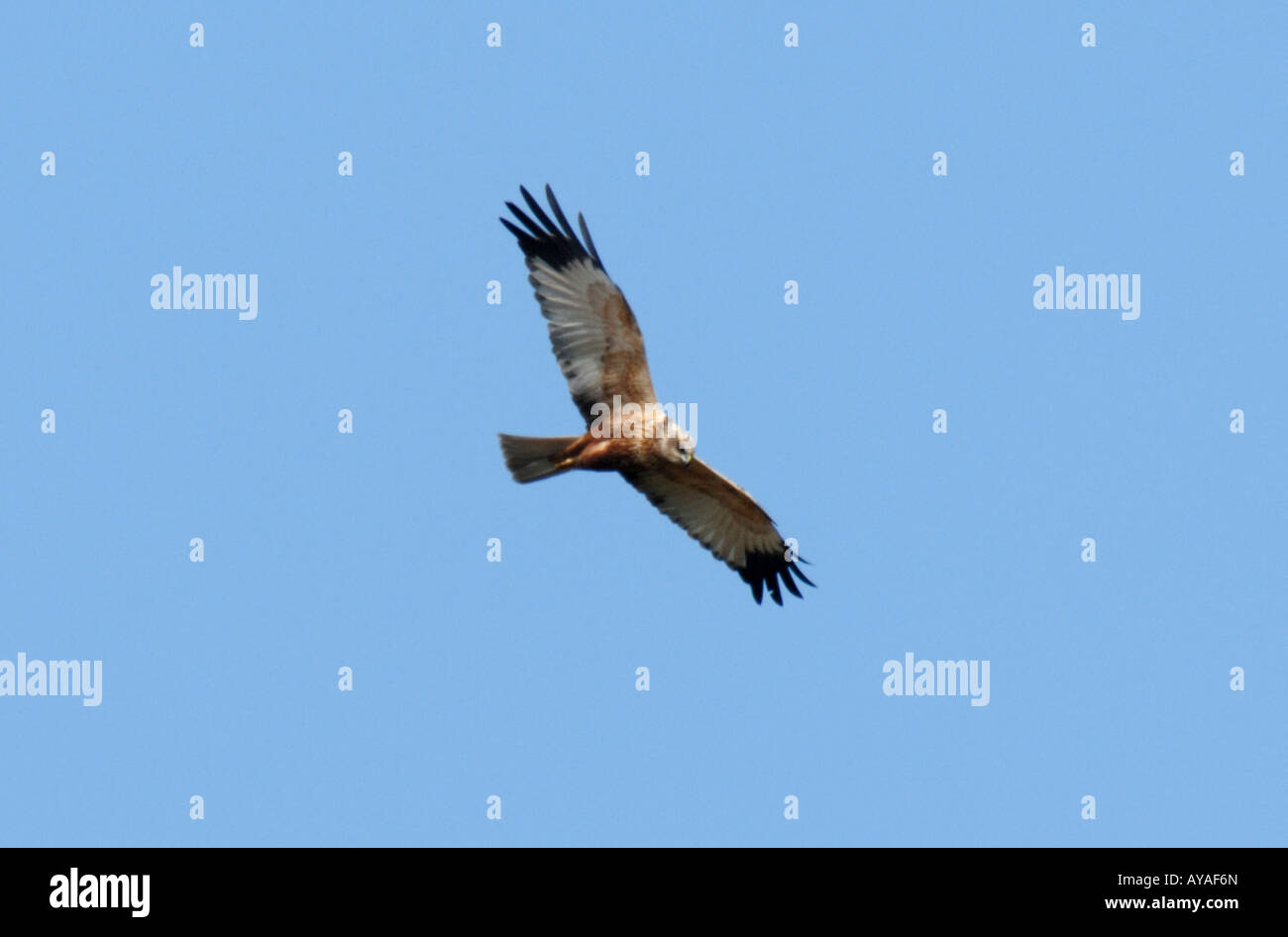 Male marsh harrier hi-res stock photography and images - Alamy