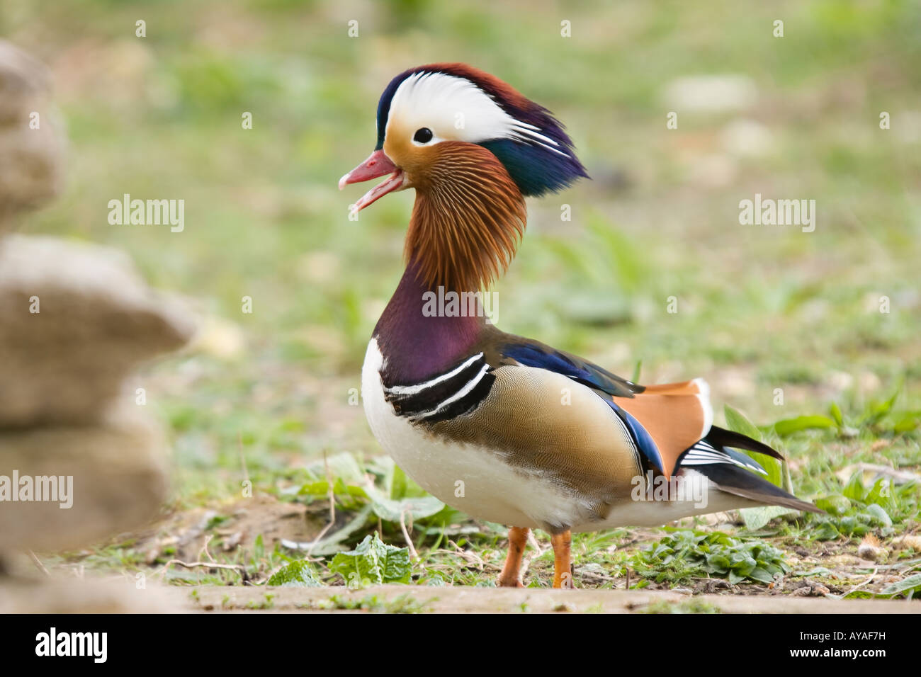 Male Mandarin duck in aggressive pose Stock Photo - Alamy