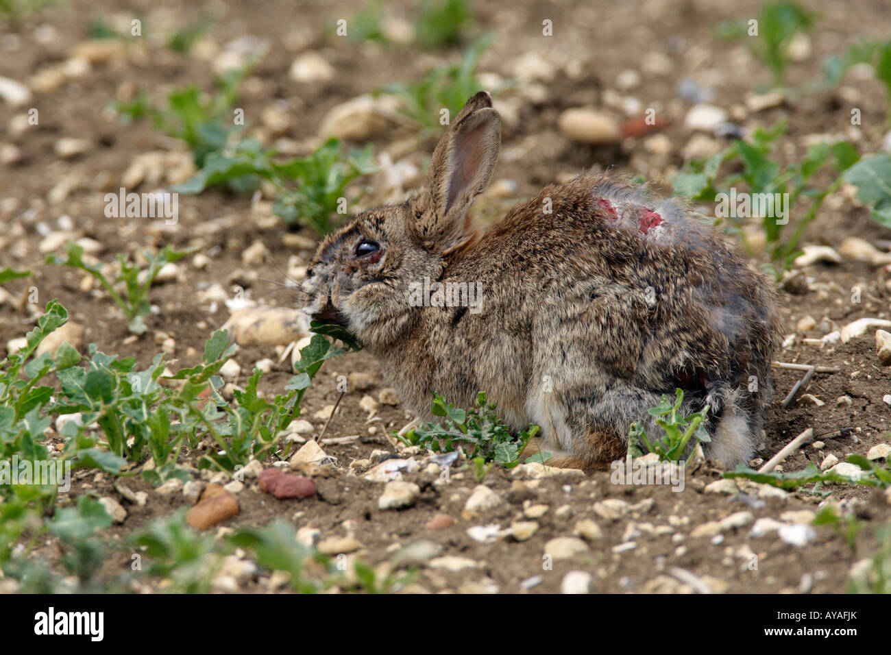 Rabbit Oryctolagus cuniculus with injuries after Buzzard attack ...