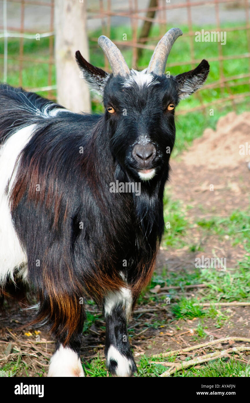 Goat (2), portrait photograph View from the front. Close up Stock Photo ...