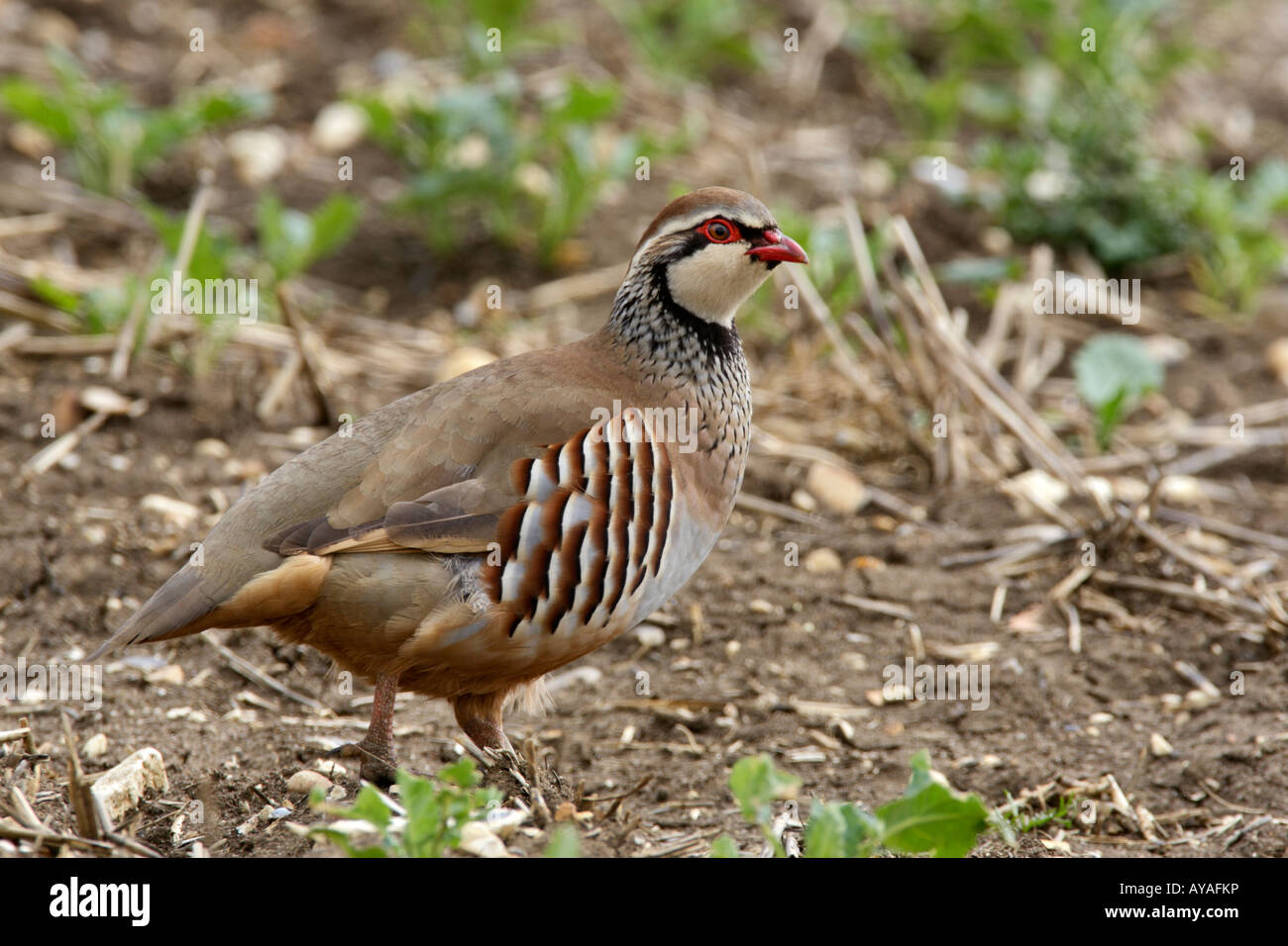 Red legged partridge Alectoris rufa standing looking alert Therfield ...