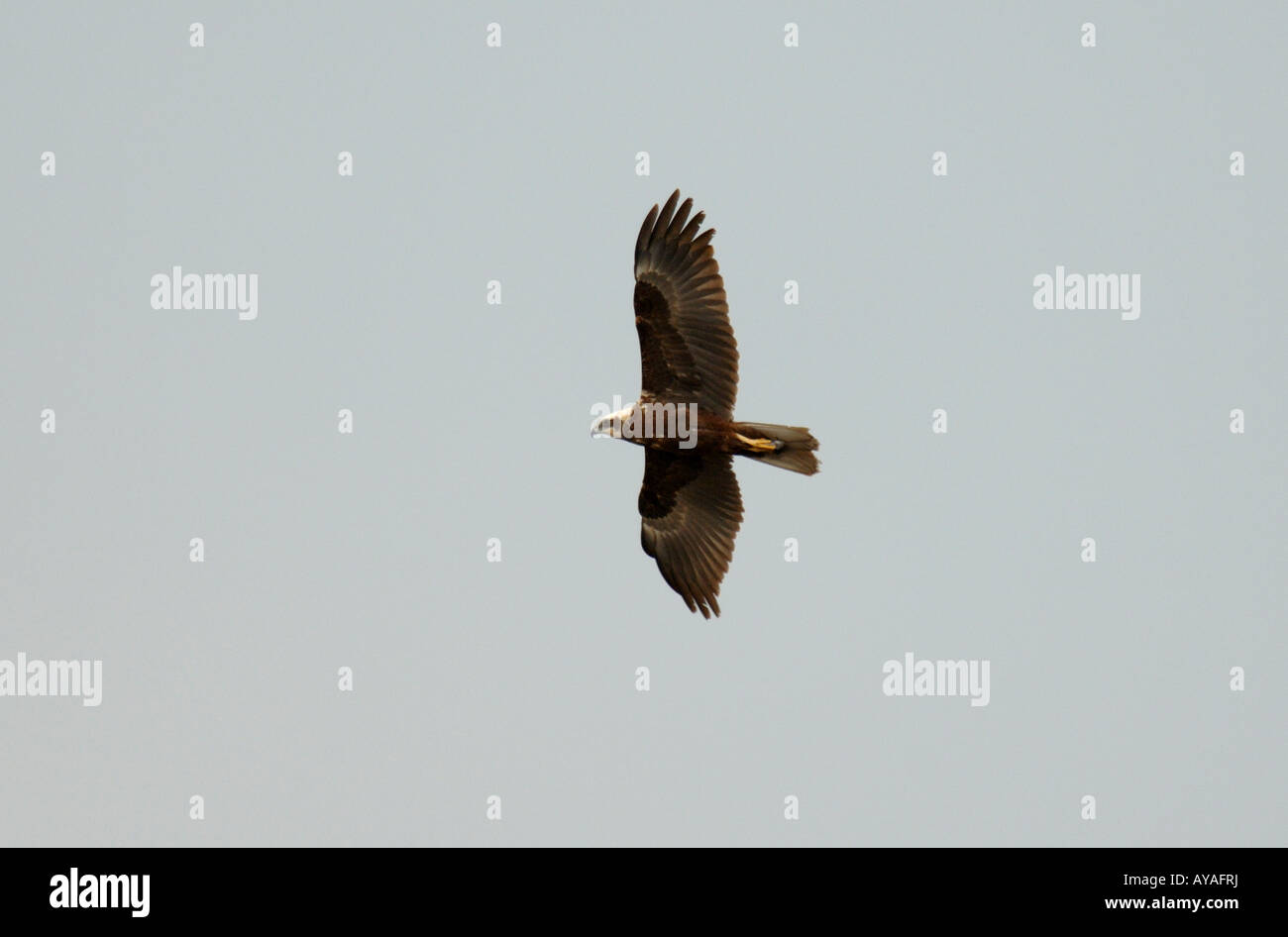 Female Marsh Harrier in flight display. Cambs, UK Stock Photo - Alamy