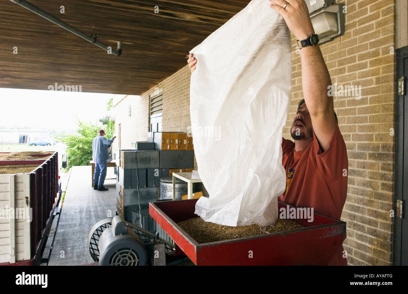 Feeding grain into the hopper Stock Photo - Alamy