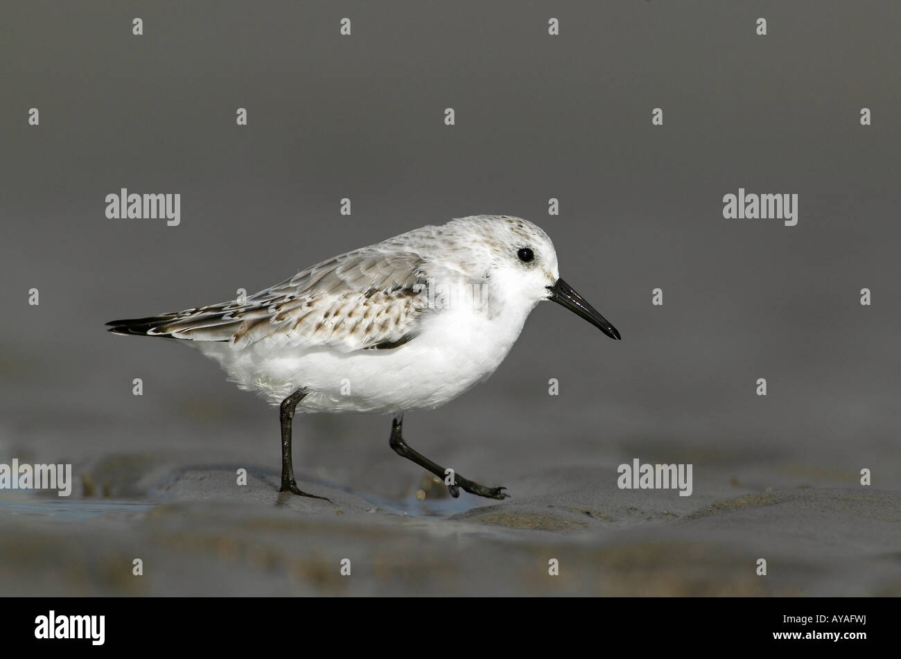 Sanderling calidris alba Stock Photo - Alamy