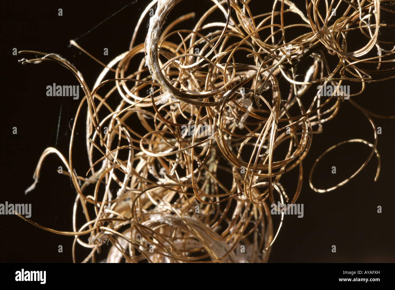 Tangle grass hi-res stock photography and images - Alamy