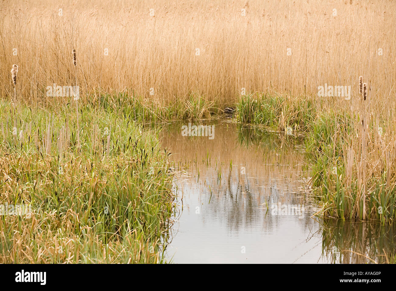 Reedbeds in Sussex, England Stock Photo - Alamy