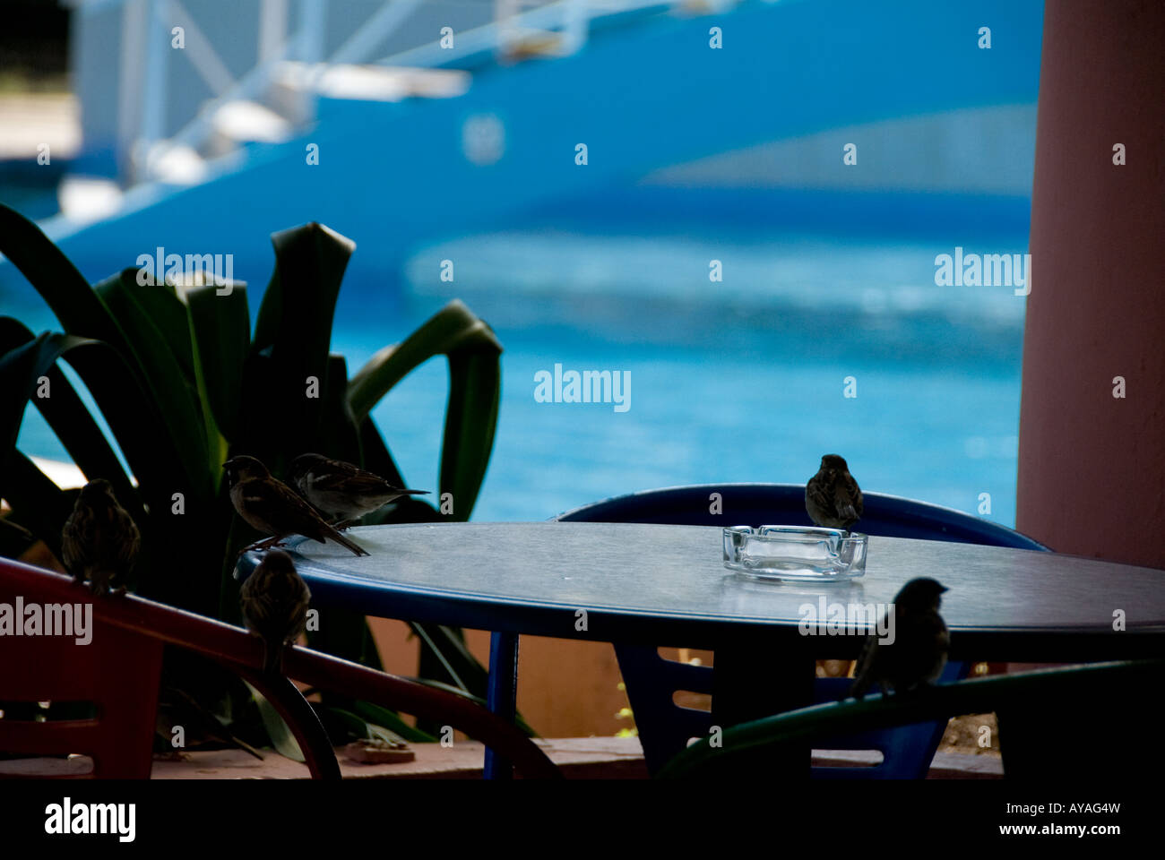 Birds on the table in a restaurant Stock Photo - Alamy