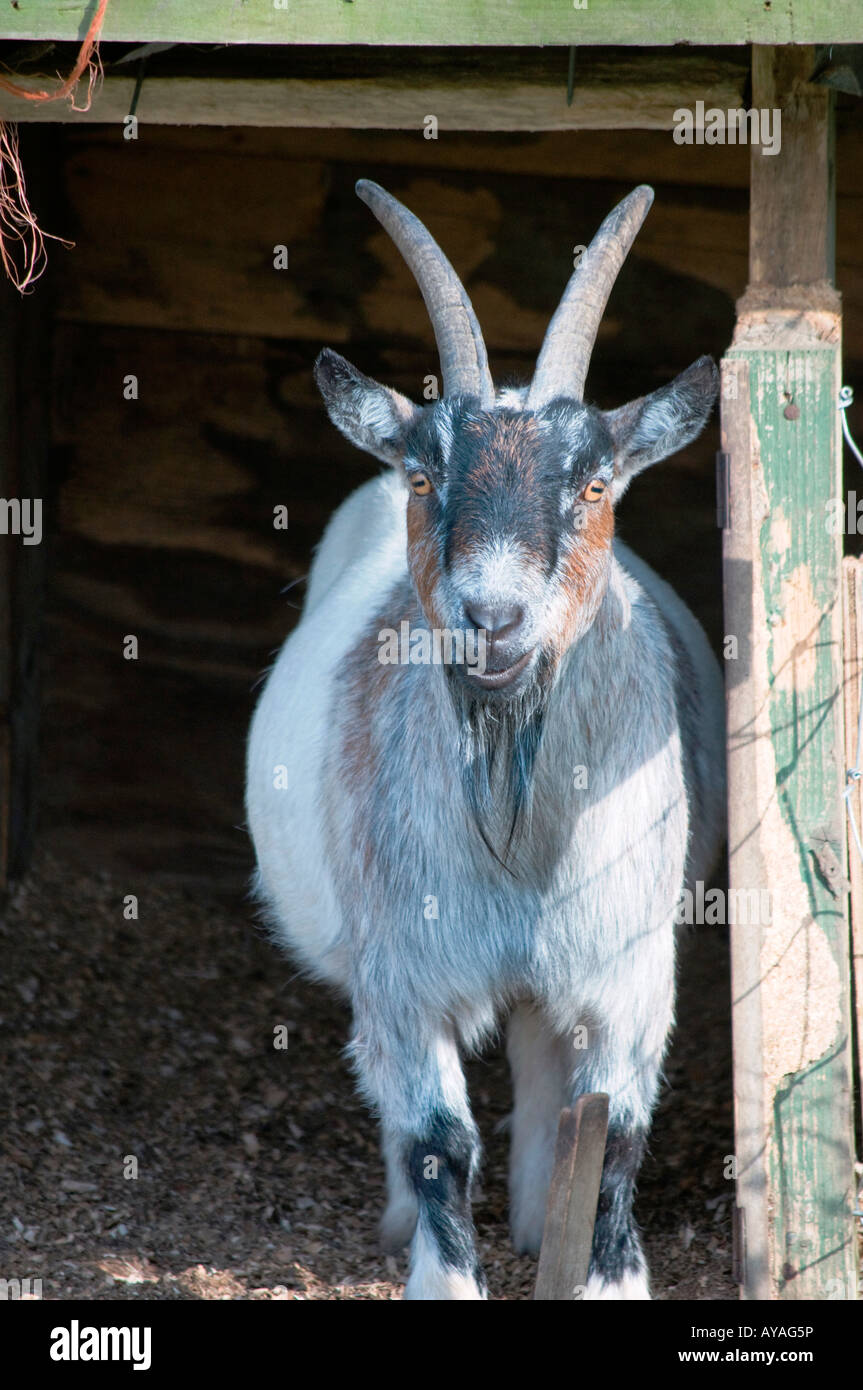 Goat (1), portrait photograph View from the front. Close up Stock Photo ...