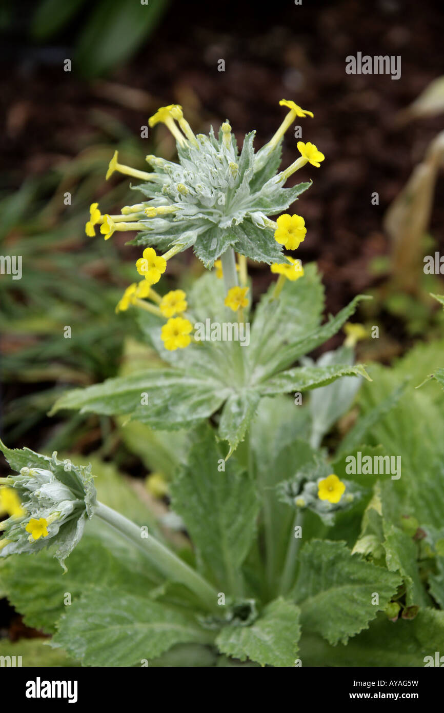 Primula boveana Primulaceae Stock Photo - Alamy