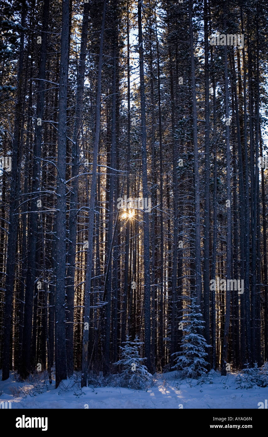 Tall trees in the winter Stock Photo - Alamy