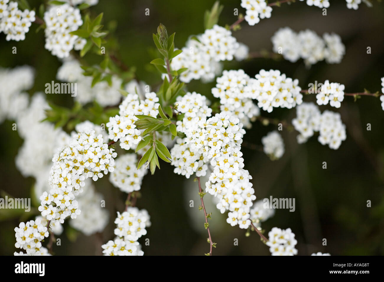 Spiraea x cinerea grefsheim hi-res stock photography and images - Alamy
