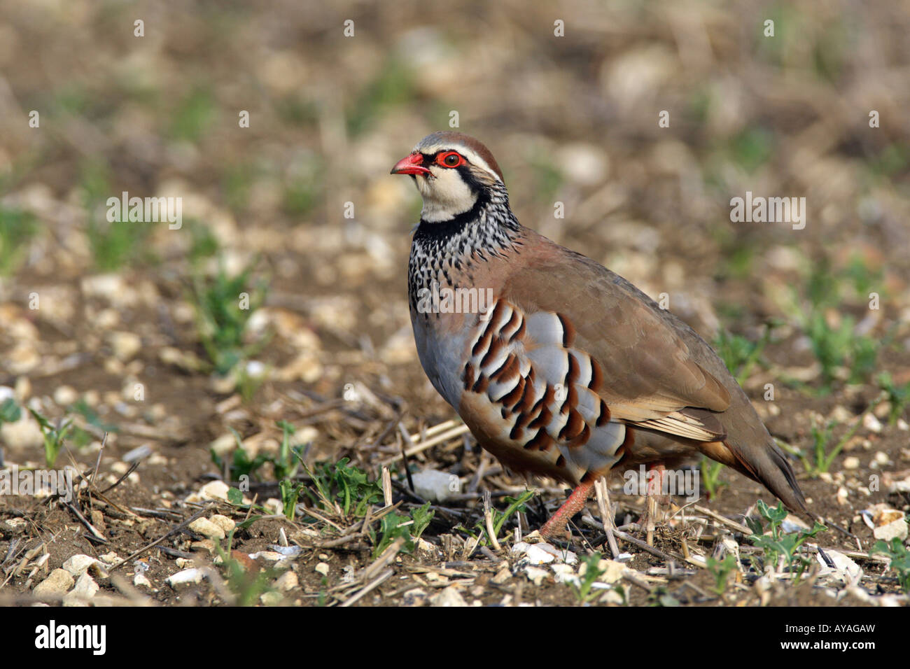 Red legged partridge french partridge hi-res stock photography and ...